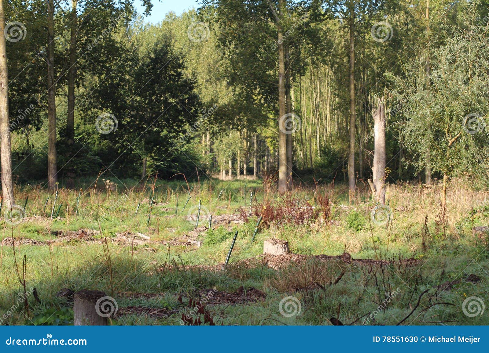 Cutted trees stock photo. Image of bushes, nature, grass - 78551630