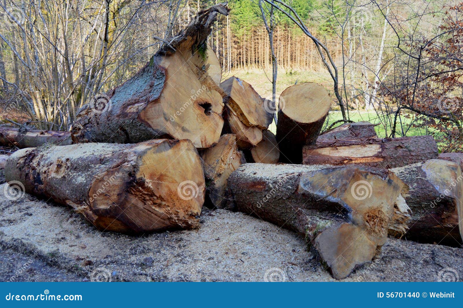 Cutted trees stock photo. Image of outdoor, lumber, stump - 56701440