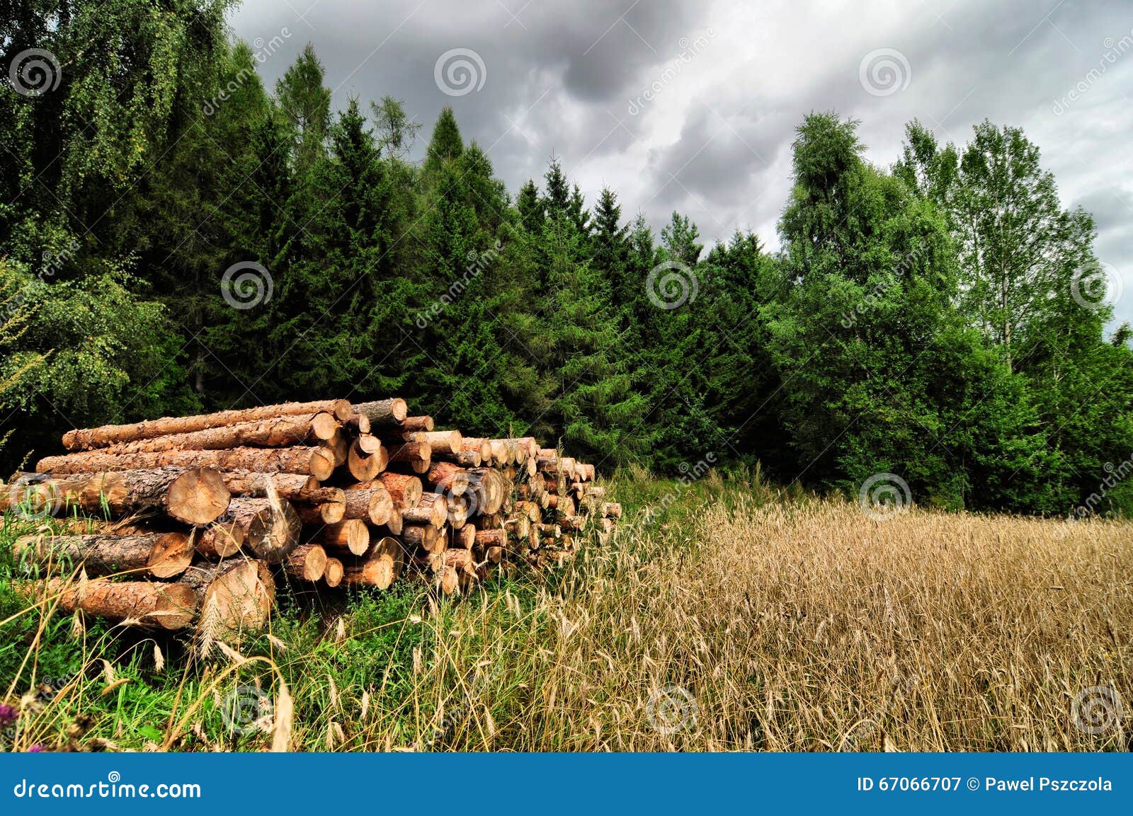 Cutted Trees Logs Stored Next To a Forest and Grain Field Stock Image ...