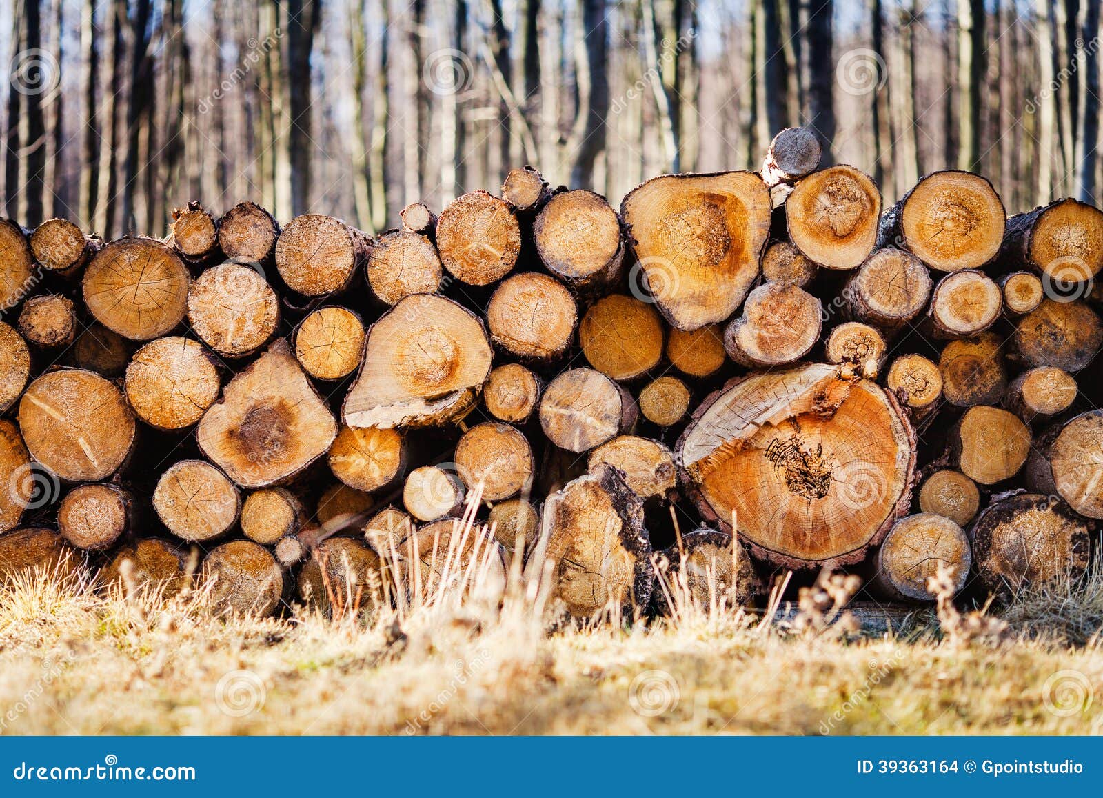 Cutted trees stock photo. Image of circle, material, brown - 39363164