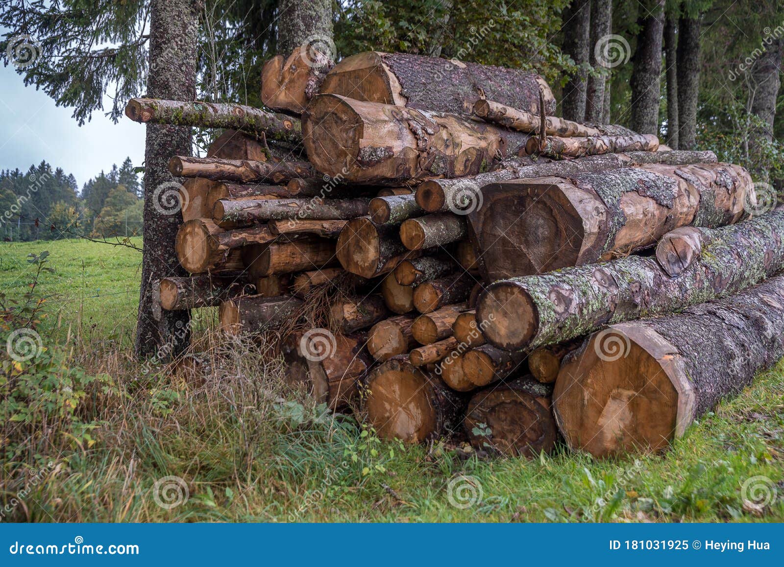 Cutted Trees in the Forest. Stock Image - Image of horizontal, heap ...
