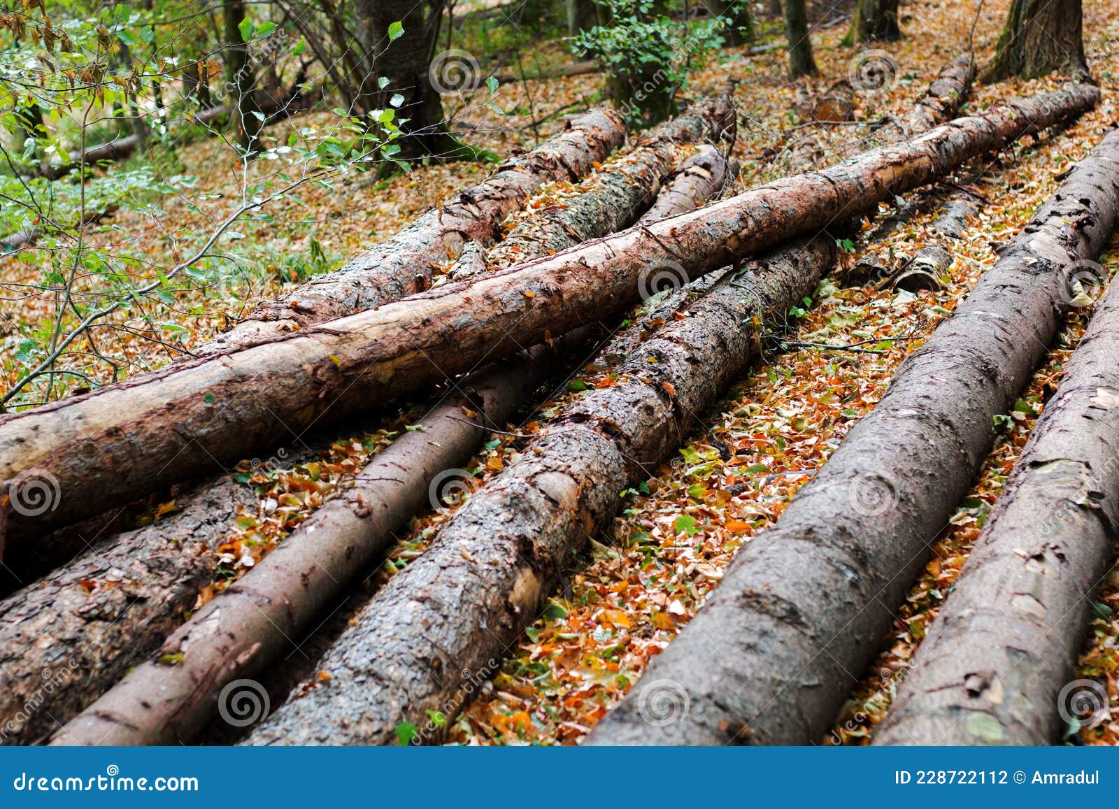 Cutted Trees Scattered in the Forest, Logs, Firewood Stock Photo ...