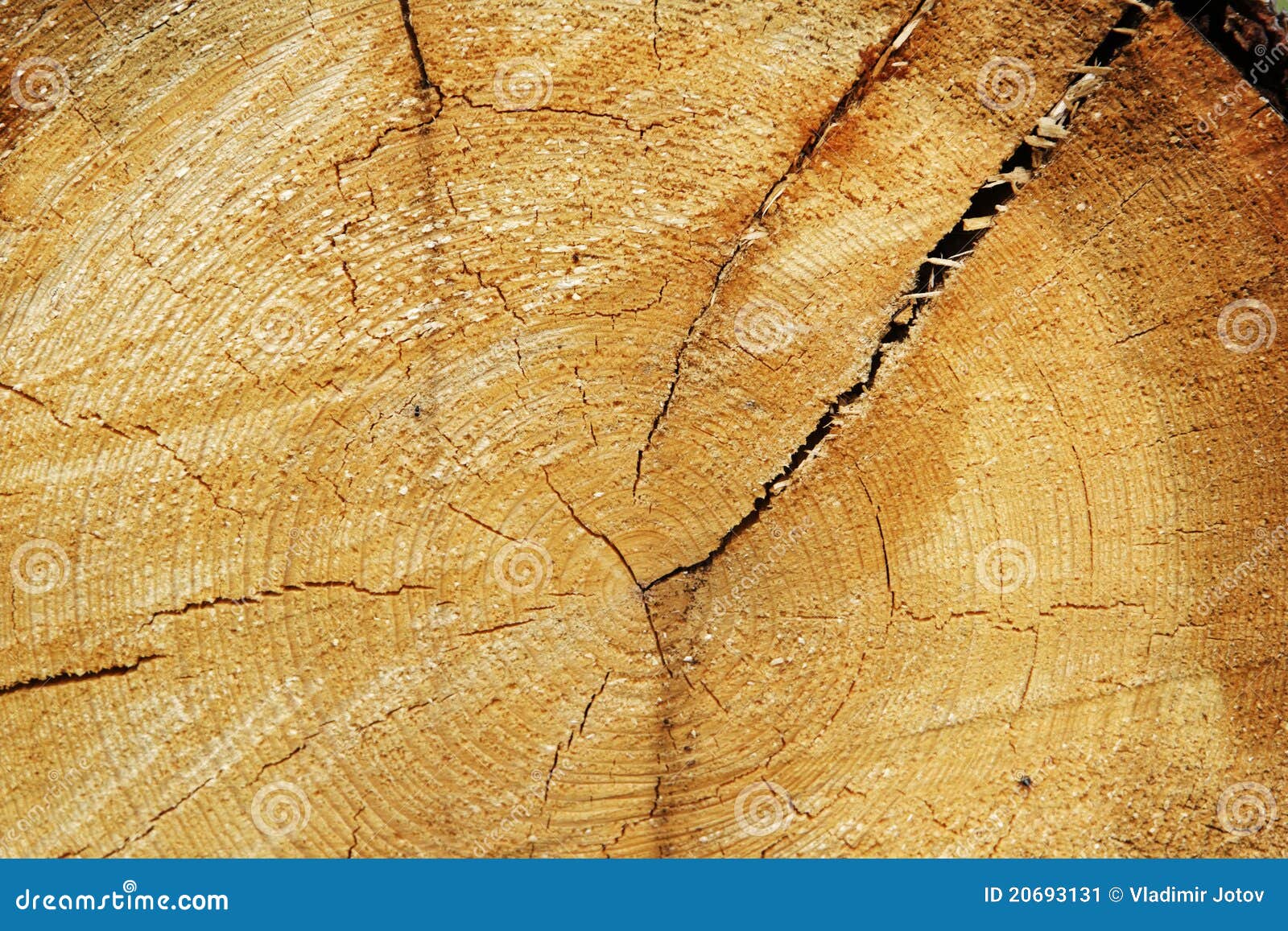 Cutted trunk background stock image. Image of texture - 20693131