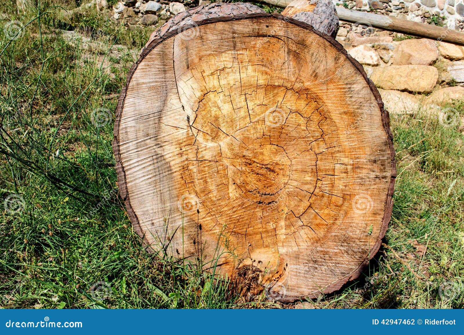 Cutted trunk in forest stock photo. Image of forest, grove - 42947462