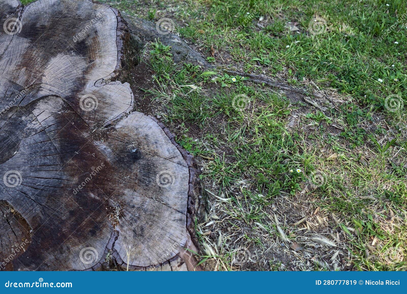 Cutted Trunk on the Ground Seen from Above Stock Image - Image of ...