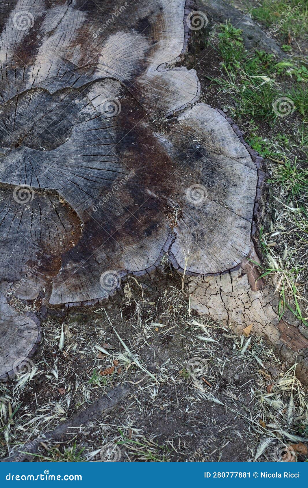 Cutted Trunk on the Ground Seen from Above Stock Image - Image of park ...