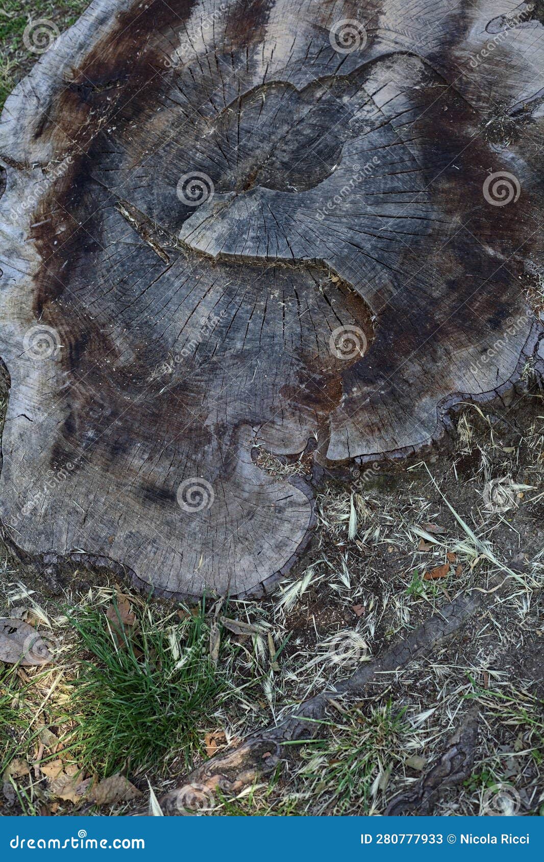 Cutted Trunk on the Ground Seen from Above Stock Image - Image of ...