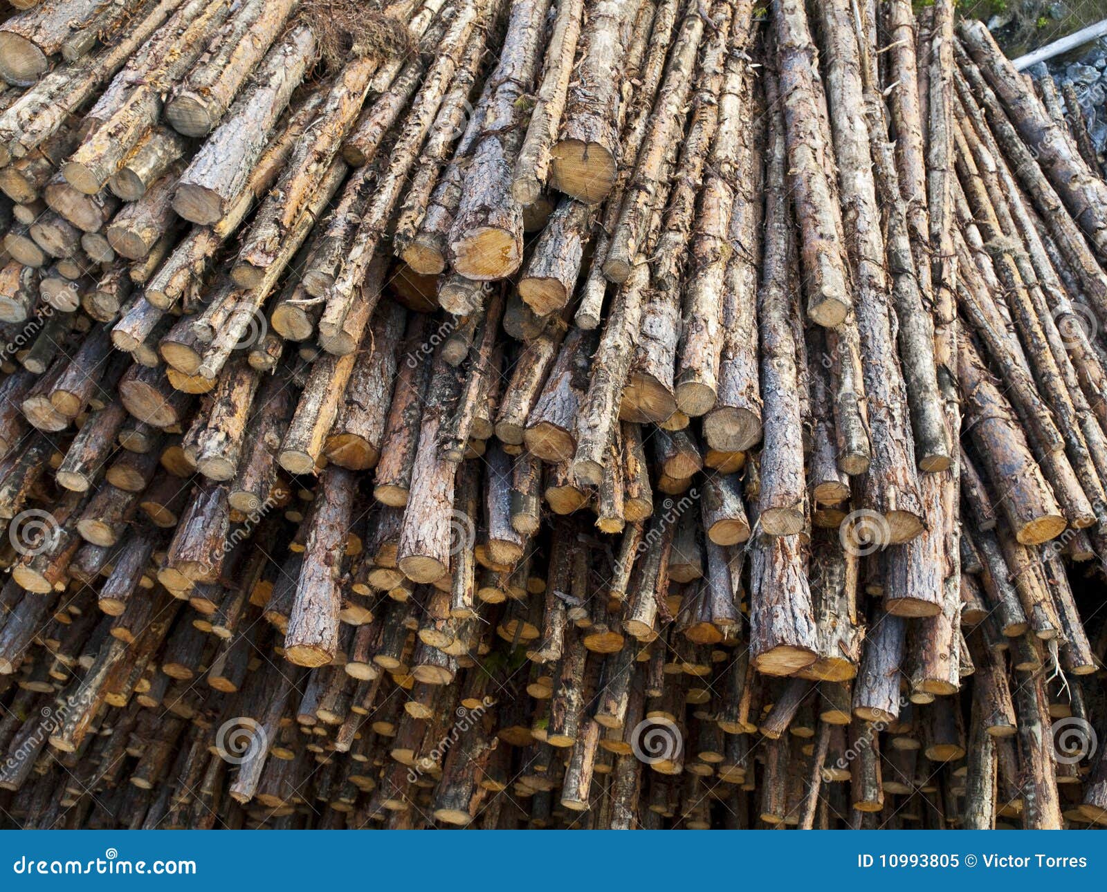Cutted Trunks stock image. Image of outside, logging - 10993805