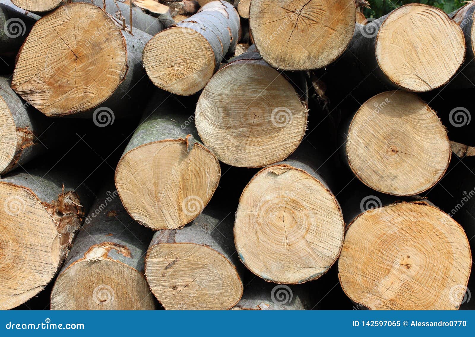 Cutted trunks stock image. Image of heap, logging, natural - 142597065