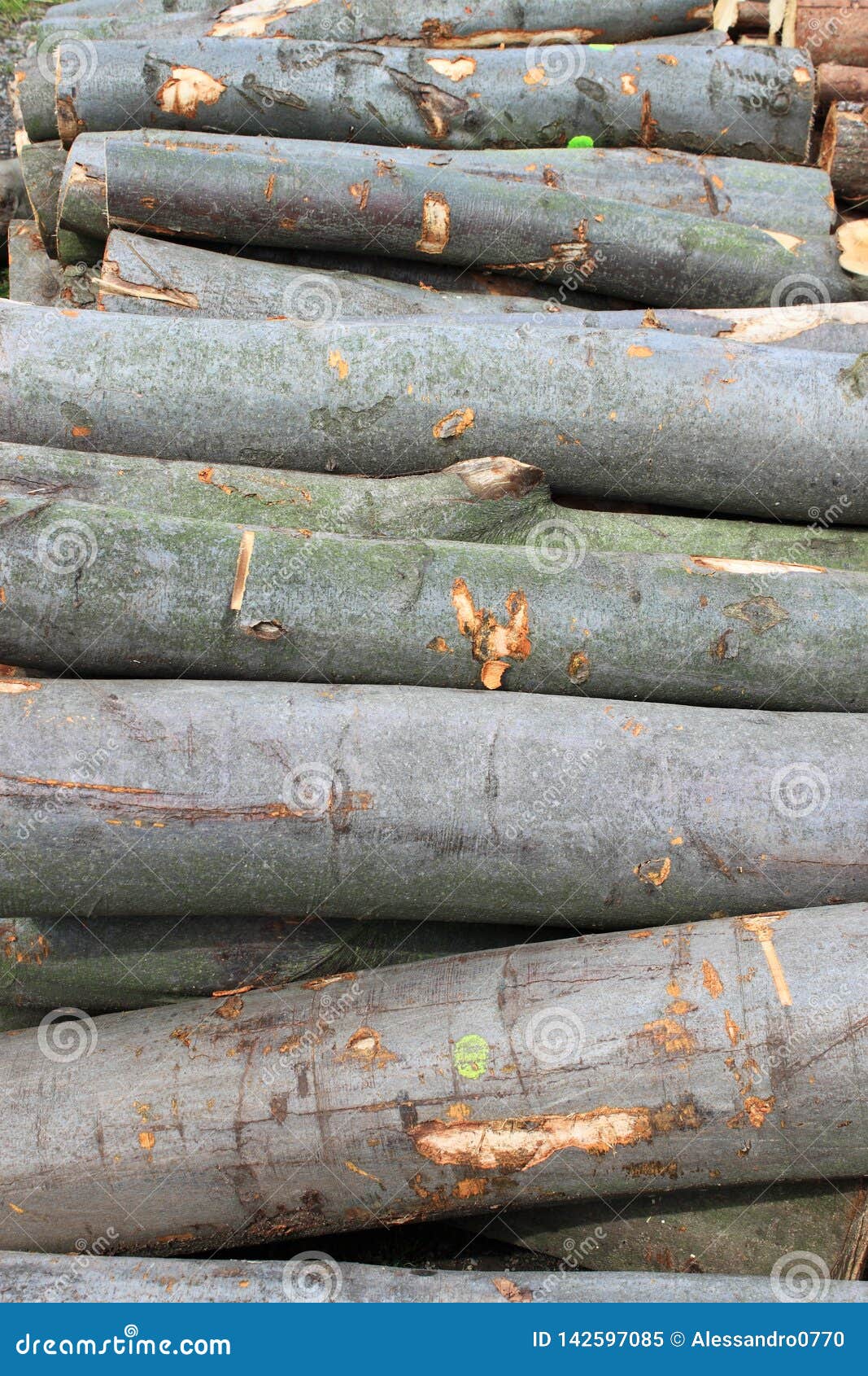 Cutted trunks stock image. Image of logstack, destruction - 142597085