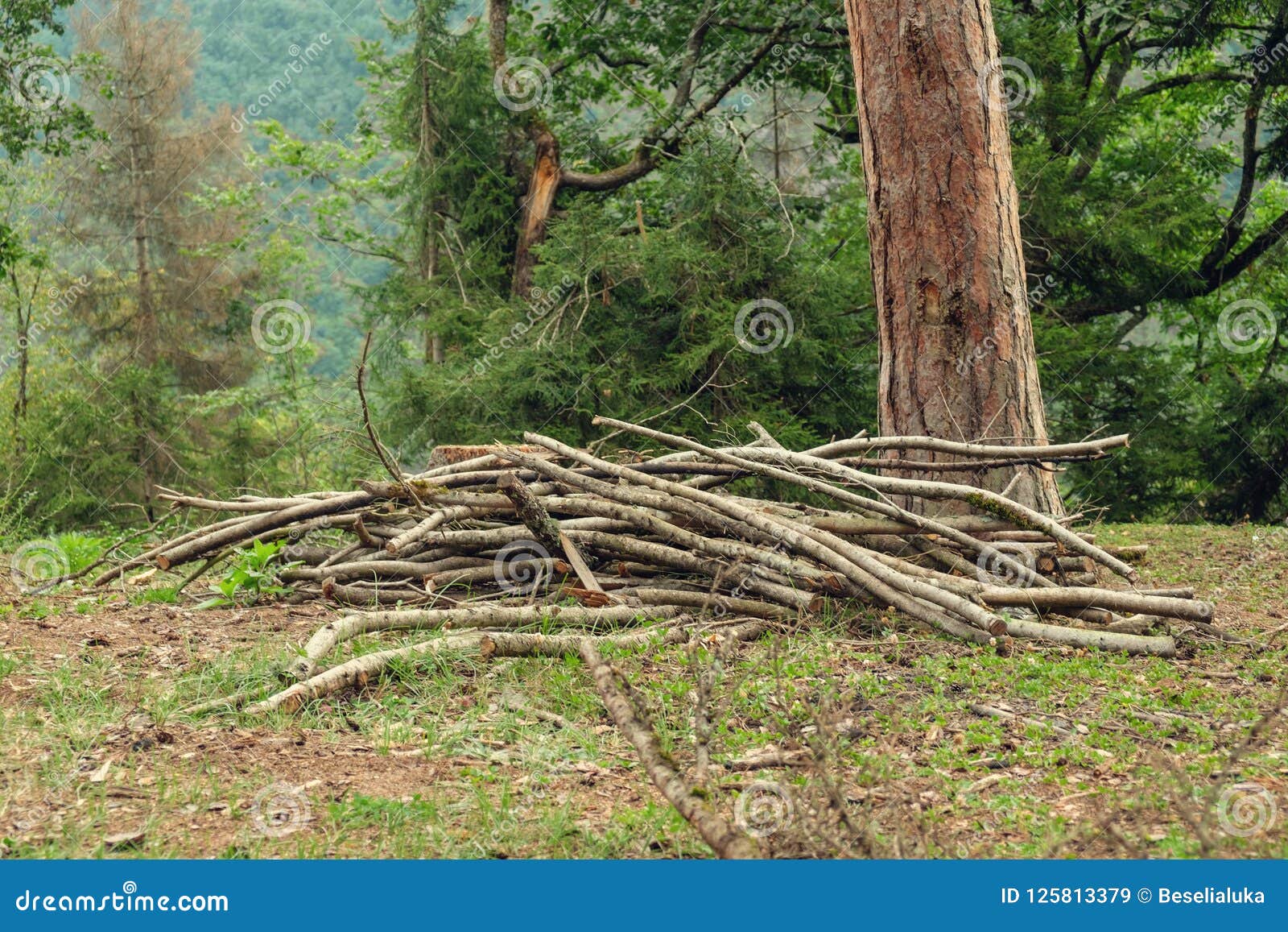 Twigs stock image. Image of nature, tree, branch, forest - 125813379