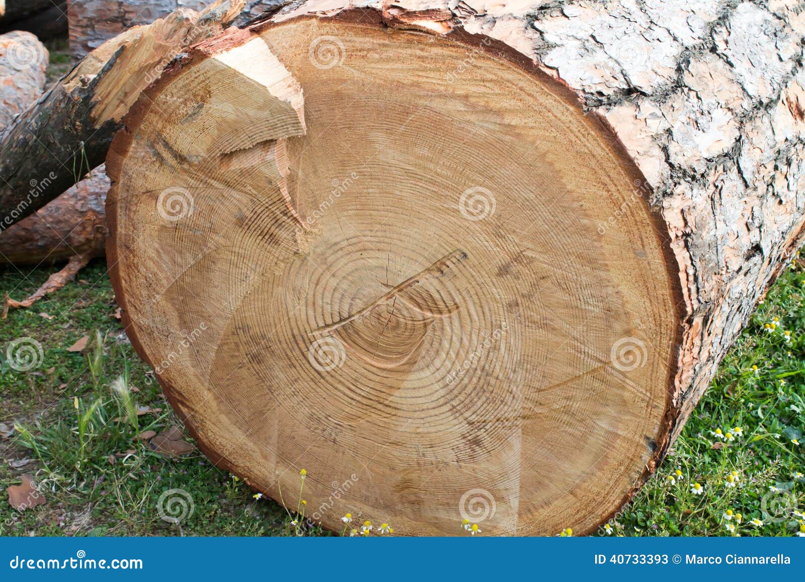 Cutted wood stock image. Image of joinery, carpentry - 40733393