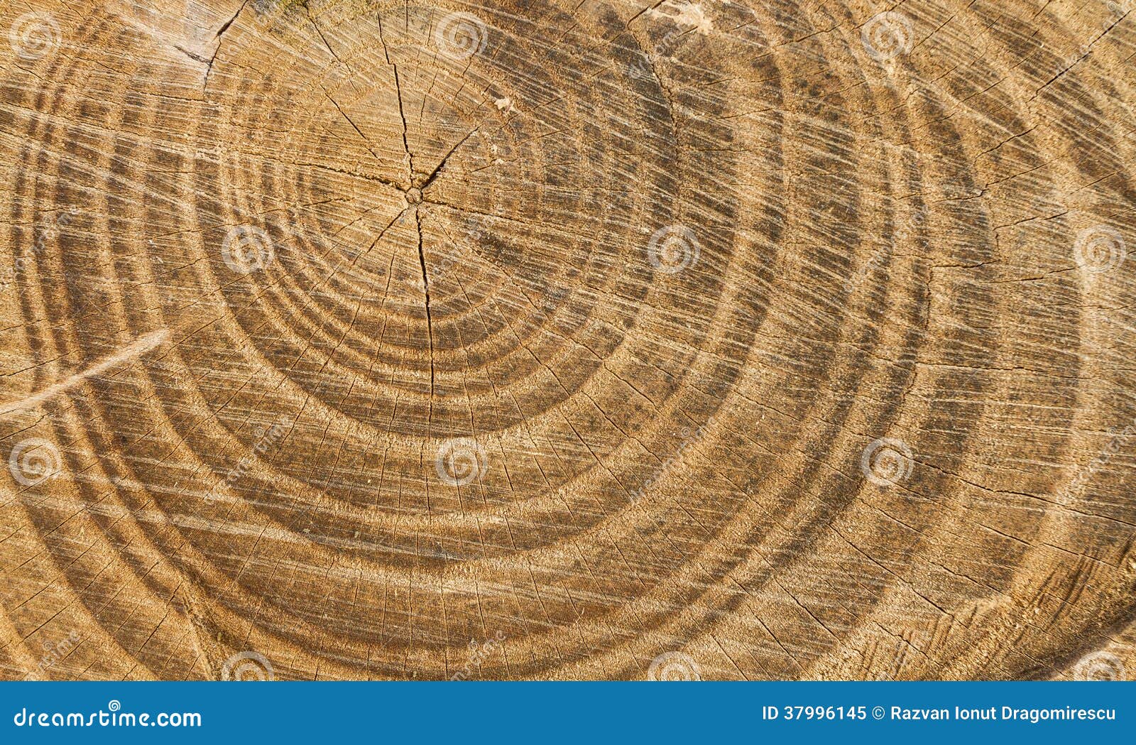 52,675 Knot Texture Stock Photos - Free & Royalty-Free Stock Photos ...