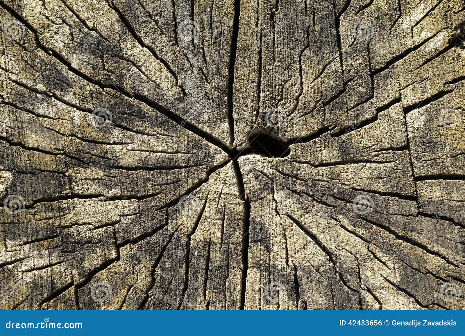Cutted wood texture stock photo. Image of stump, natural - 42433656