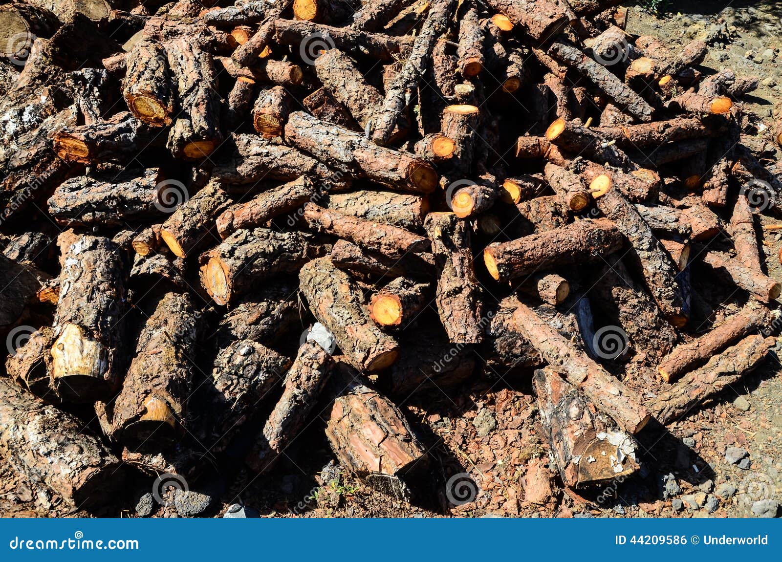 Cutted Wood Trunk Texture stock photo. Image of natural - 44209586