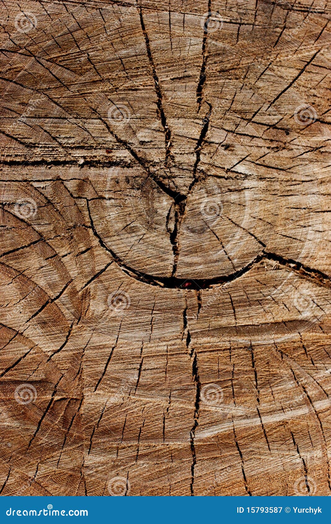 Cutted wooden log macro stock image. Image of crack, logs - 15793587