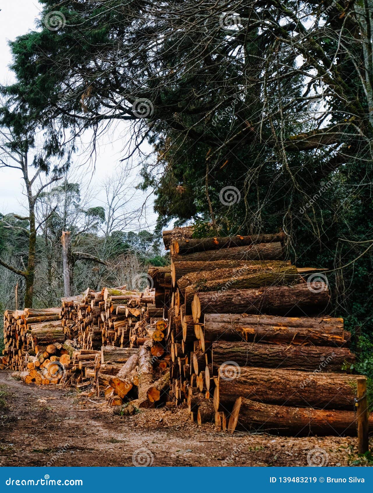 Cutten Wood in a Forest stock image. Image of forest - 139483219