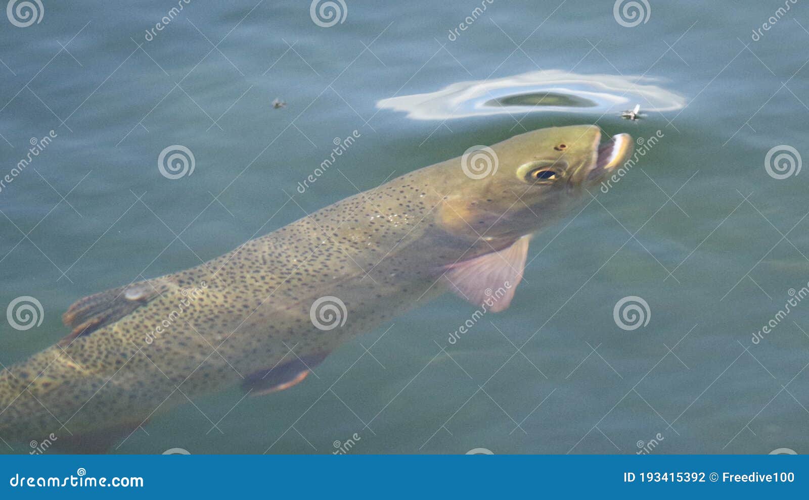 Cutthroat Trout Rising stock photo. Image of rise, feeding - 193415392