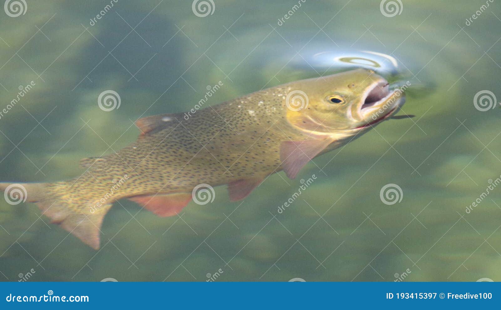 Cutthroat Trout Rise