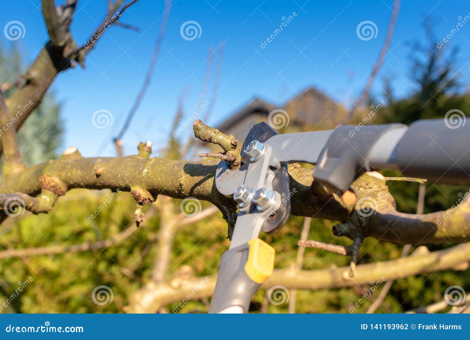Cutting an Apple Tree in Early Spring Stock Photo - Image of clipper ...