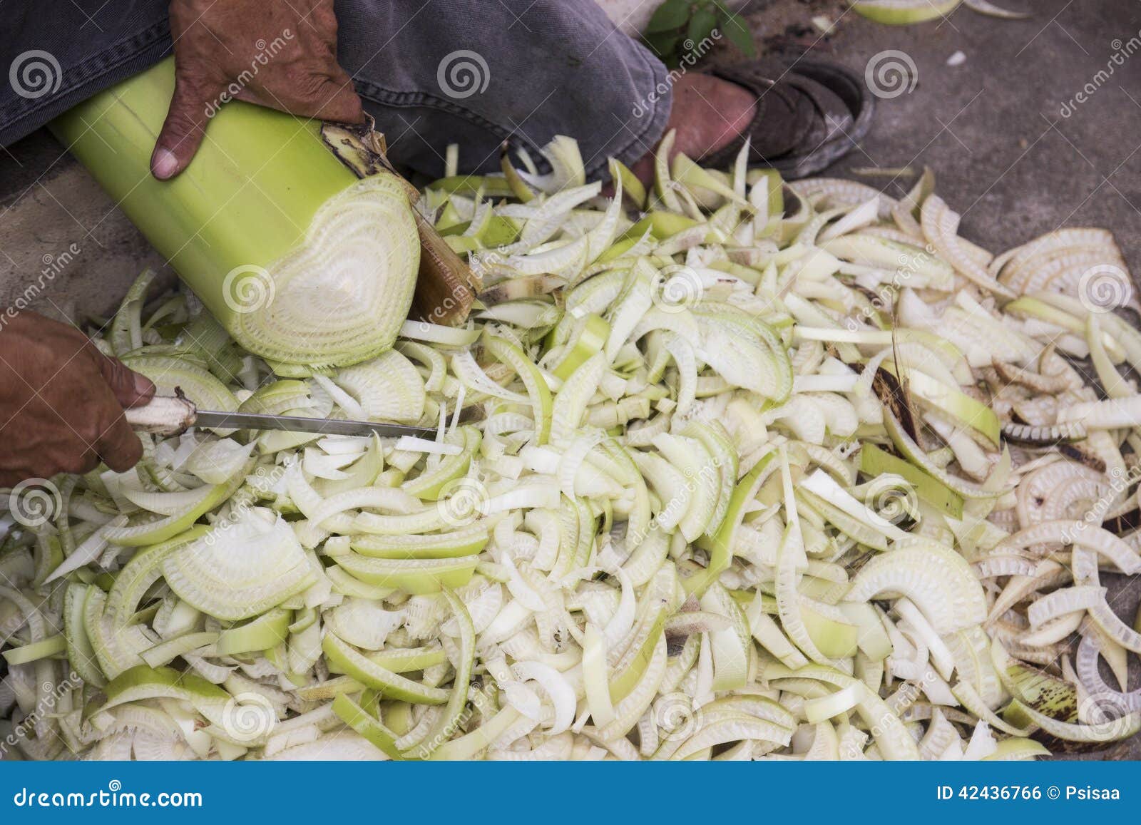 Cutting banana stalk stock photo. Image of knife, tree - 42436766