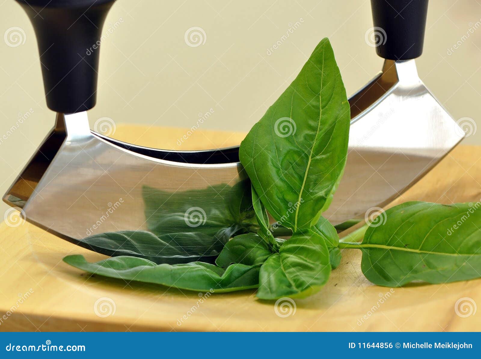 Cutting basil stock photo. Image of basil, plant, natural - 11644856