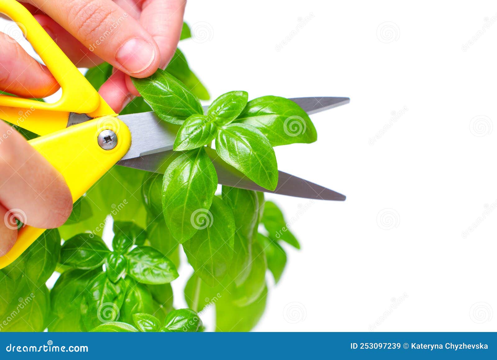 Cutting Basil with Kitchen Scissors Stock Image - Image of plant, green ...