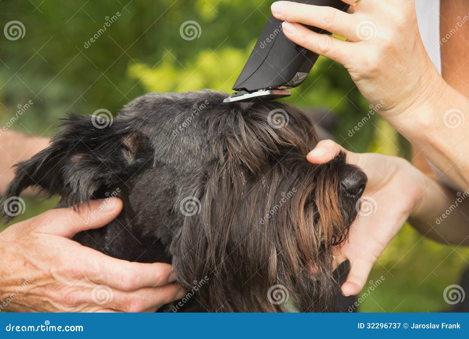 Cutting Big Black Schanuzer Dog by Machine Stock Image - Image of ...