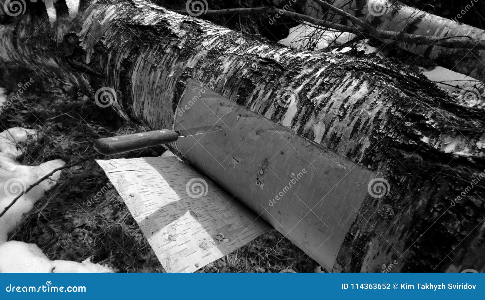 Cutting Birch Bark from a Birch Tree Stock Photo - Image of background ...