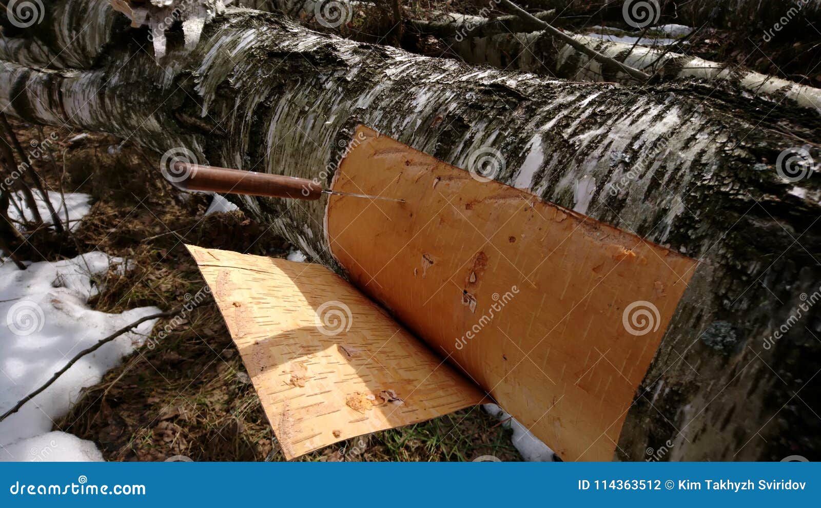 Cutting Birch Bark from a Birch Tree Stock Photo - Image of industry ...
