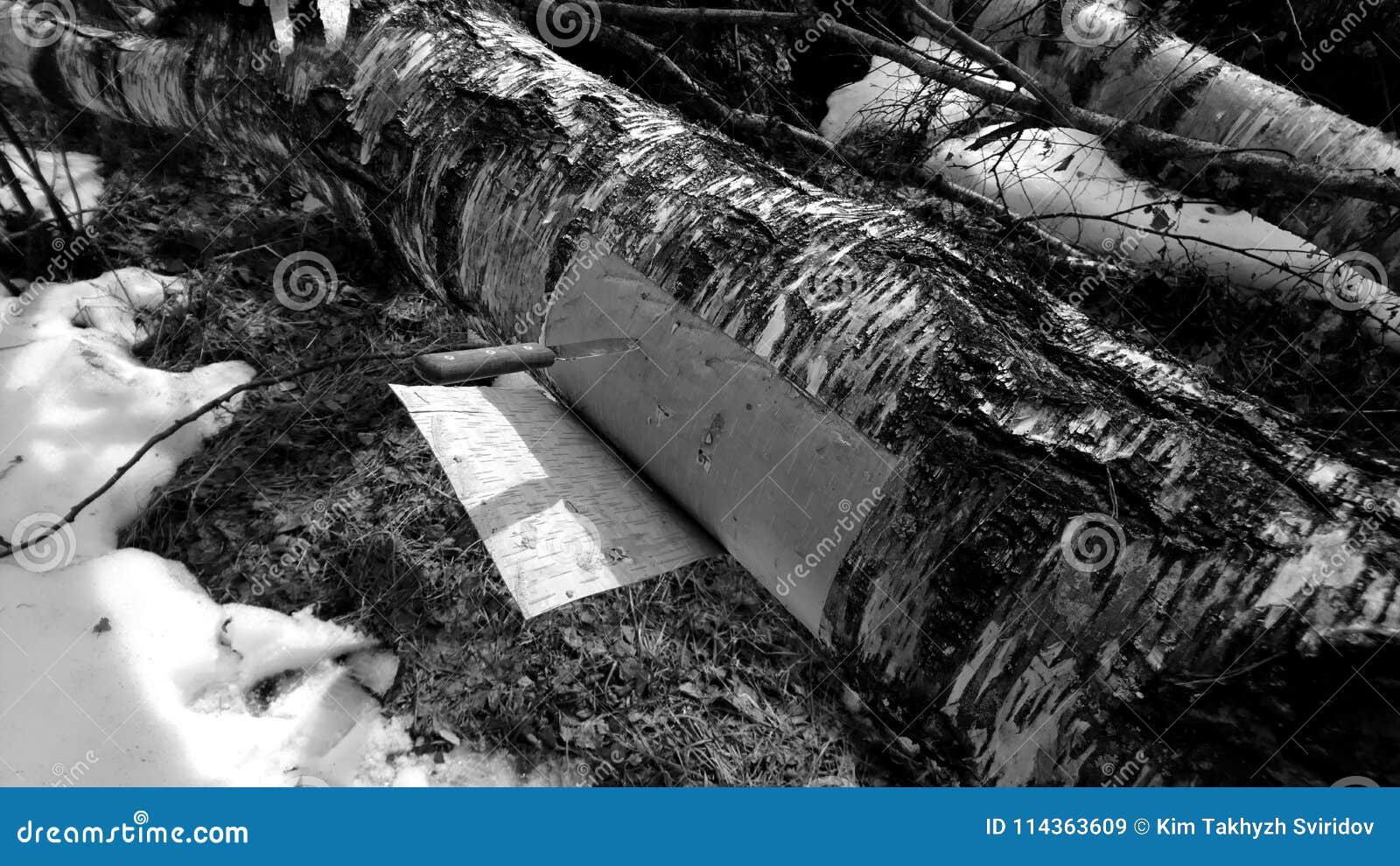 Cutting Birch Bark from a Birch Tree Stock Image - Image of rough ...