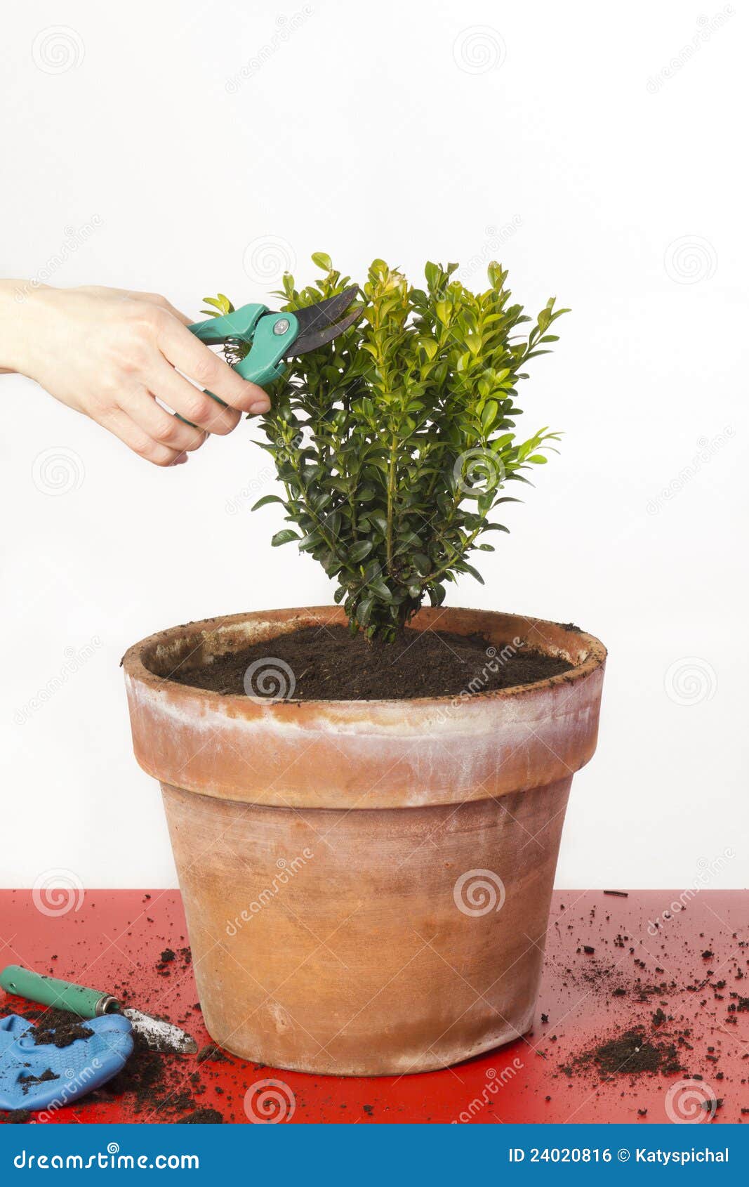 Cutting a box tree stock photo. Image of secateurs, trimmer - 24020816