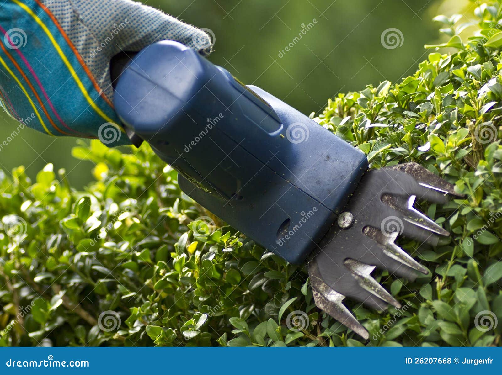Cutting box-tree hedge stock photo. Image of blade, boxwood - 26207668