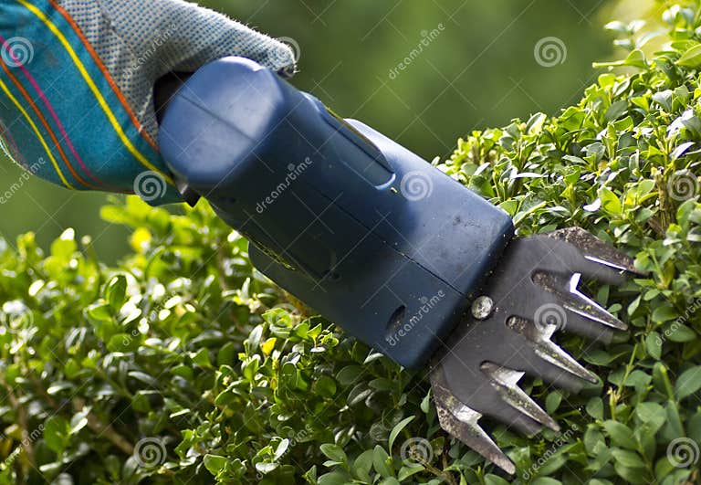 Cutting box-tree hedge stock photo. Image of blade, boxwood - 26207668