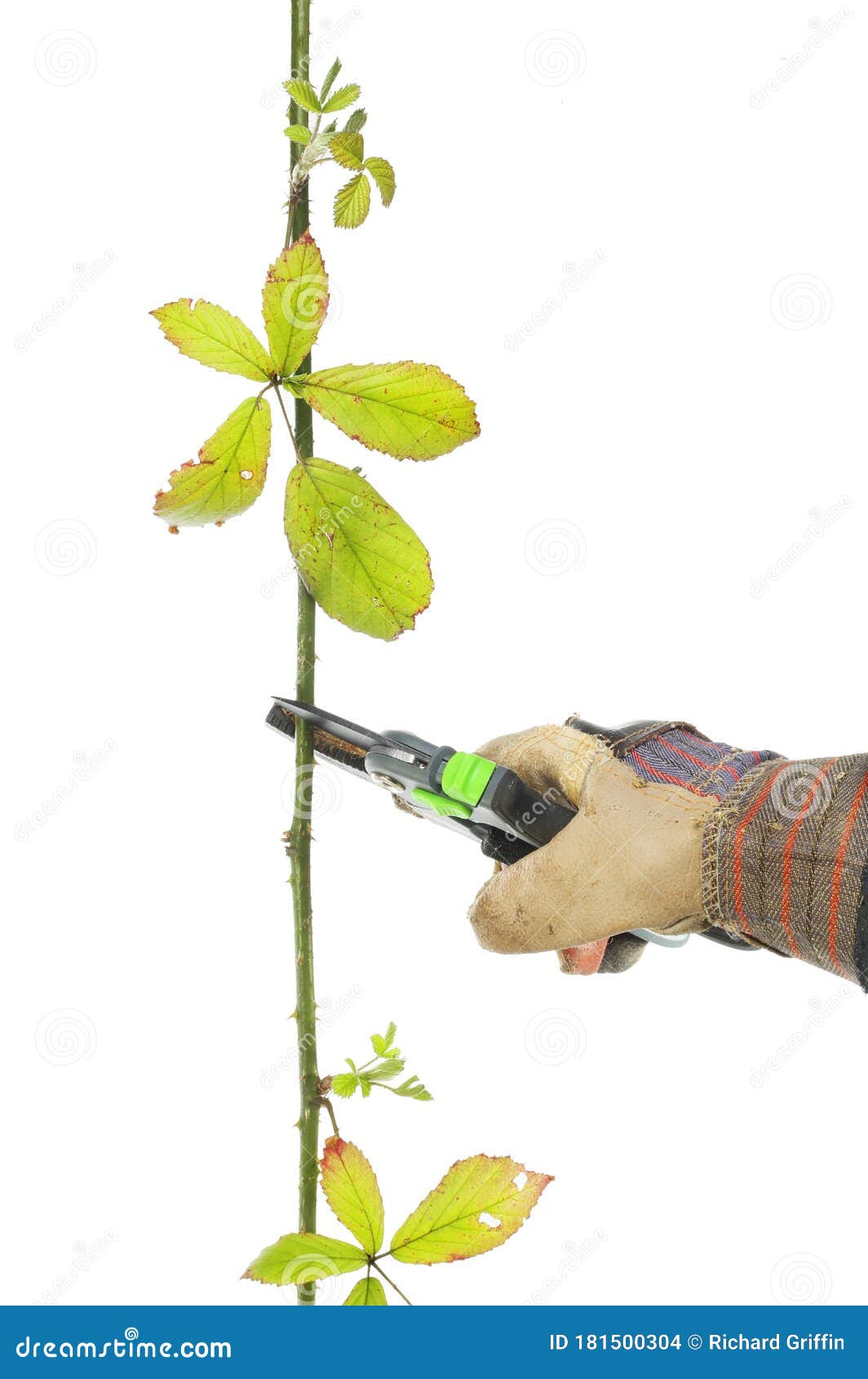 Cutting a bramble stock photo. Image of cutting, secateurs - 181500304