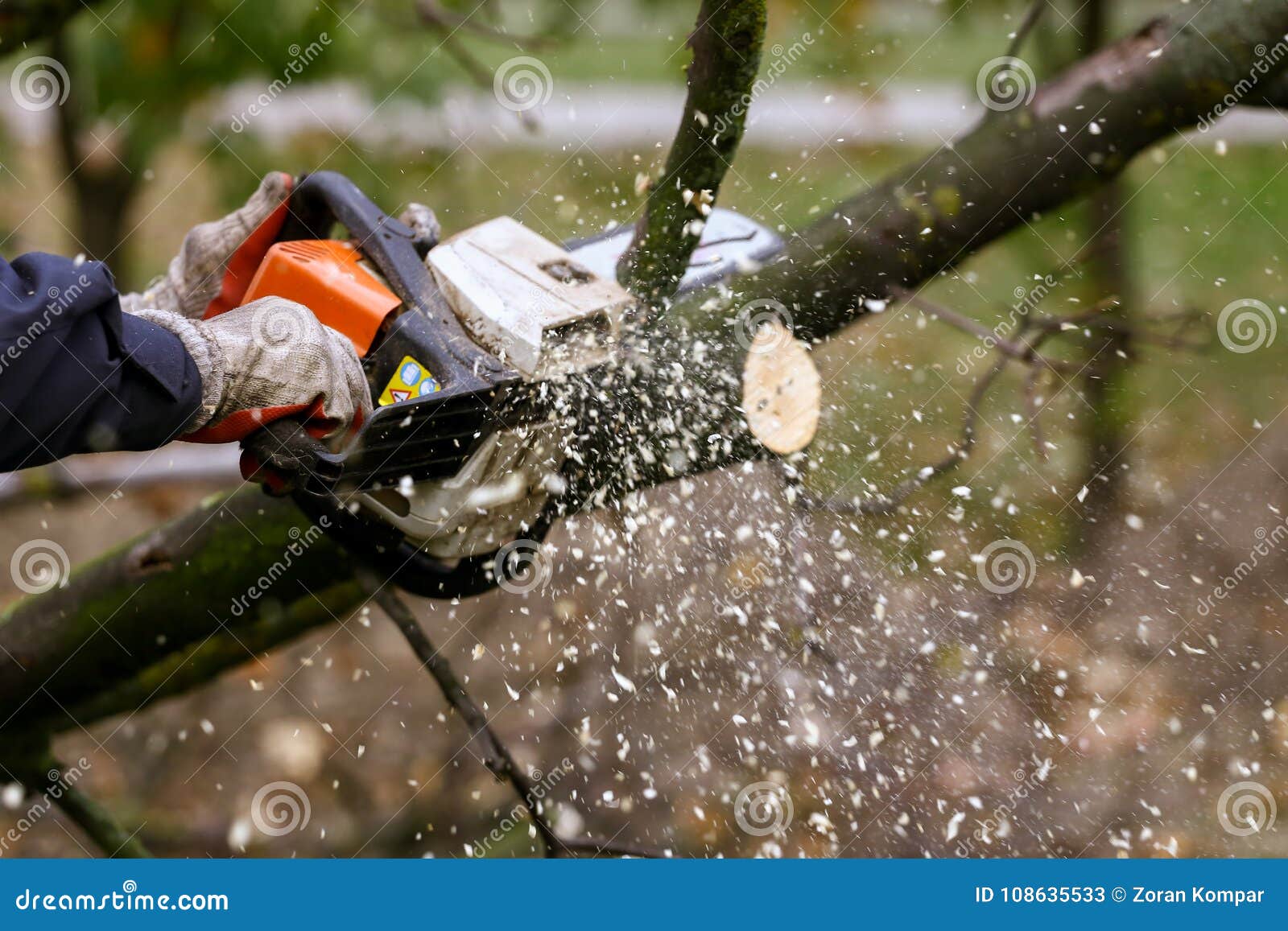Cutting of the branch stock image. Image of blade, forest - 108635533