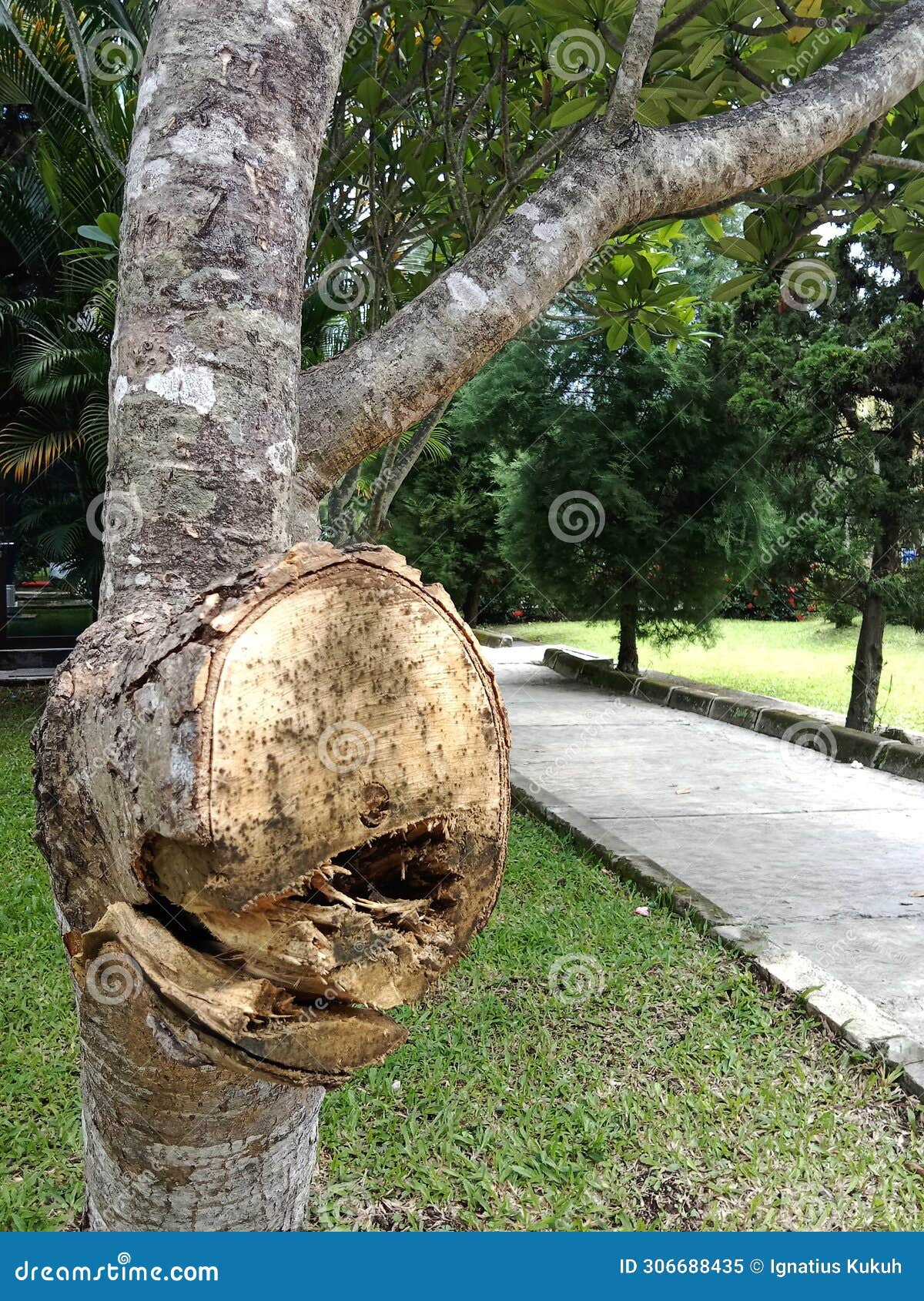 Cutting of a Branch on a Tree Stock Image - Image of tree, sawed: 306688435