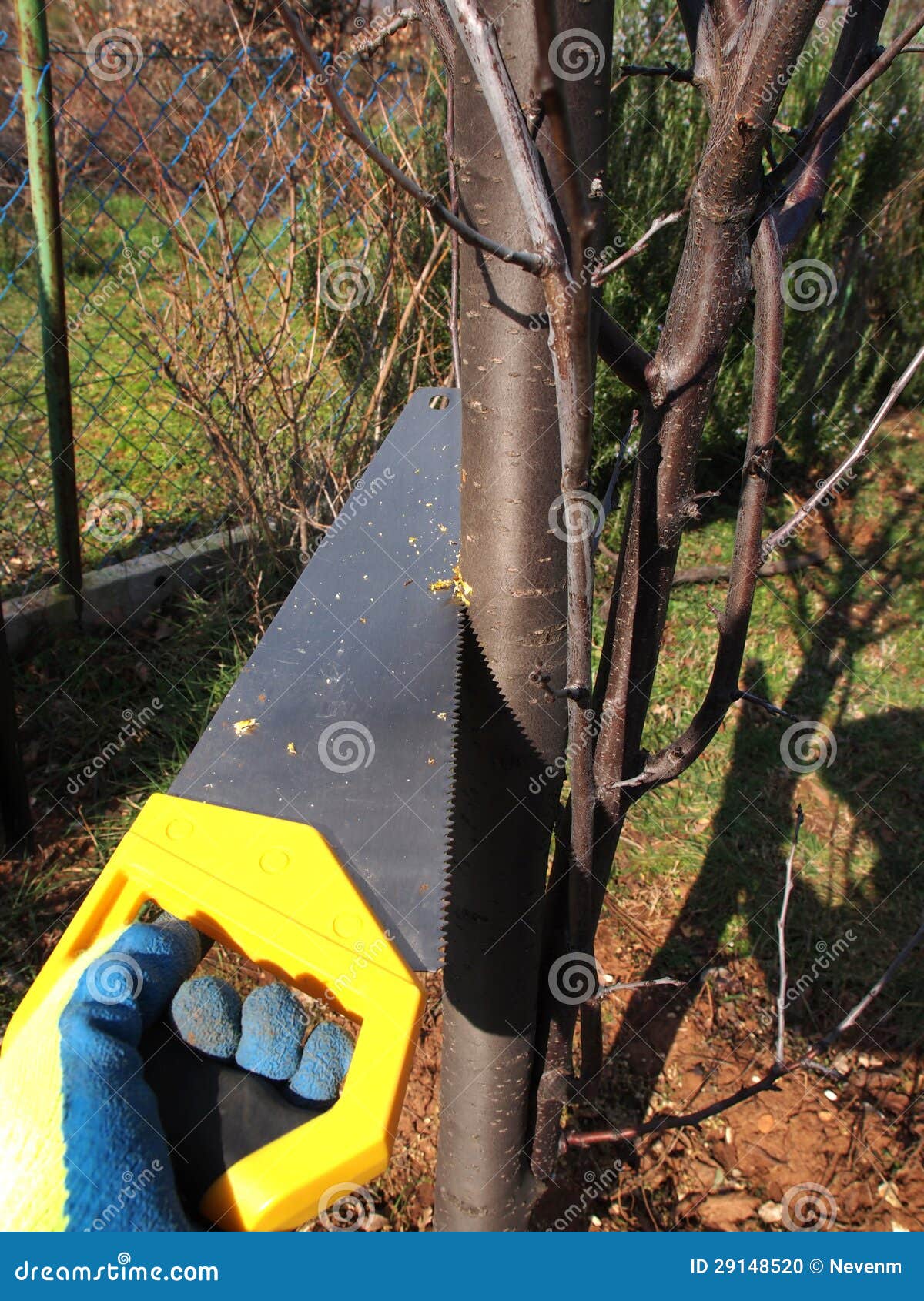 Cutting branches stock photo. Image of glove, pruning - 29148520