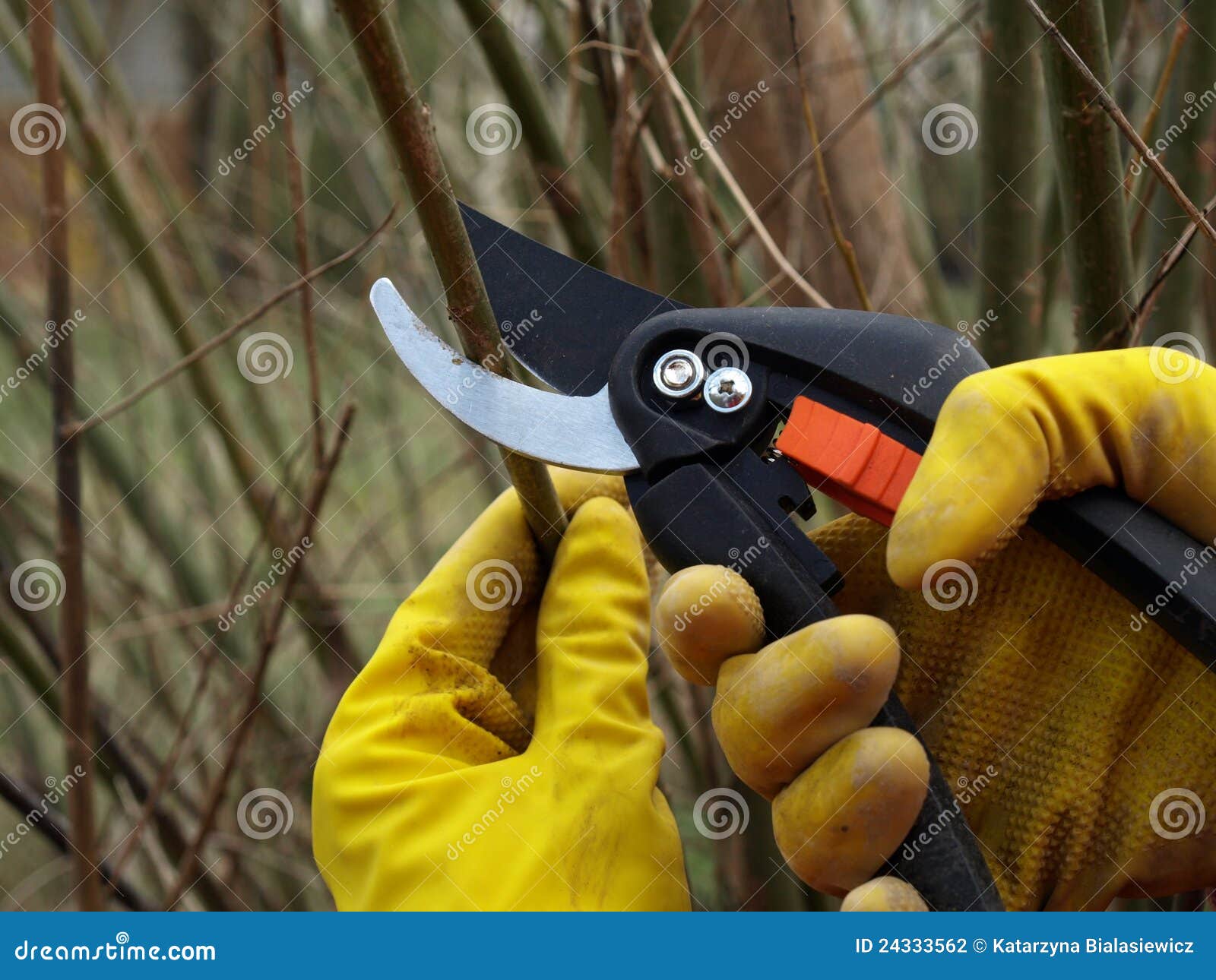 Cutting branches, close up stock photo. Image of spring - 24333562