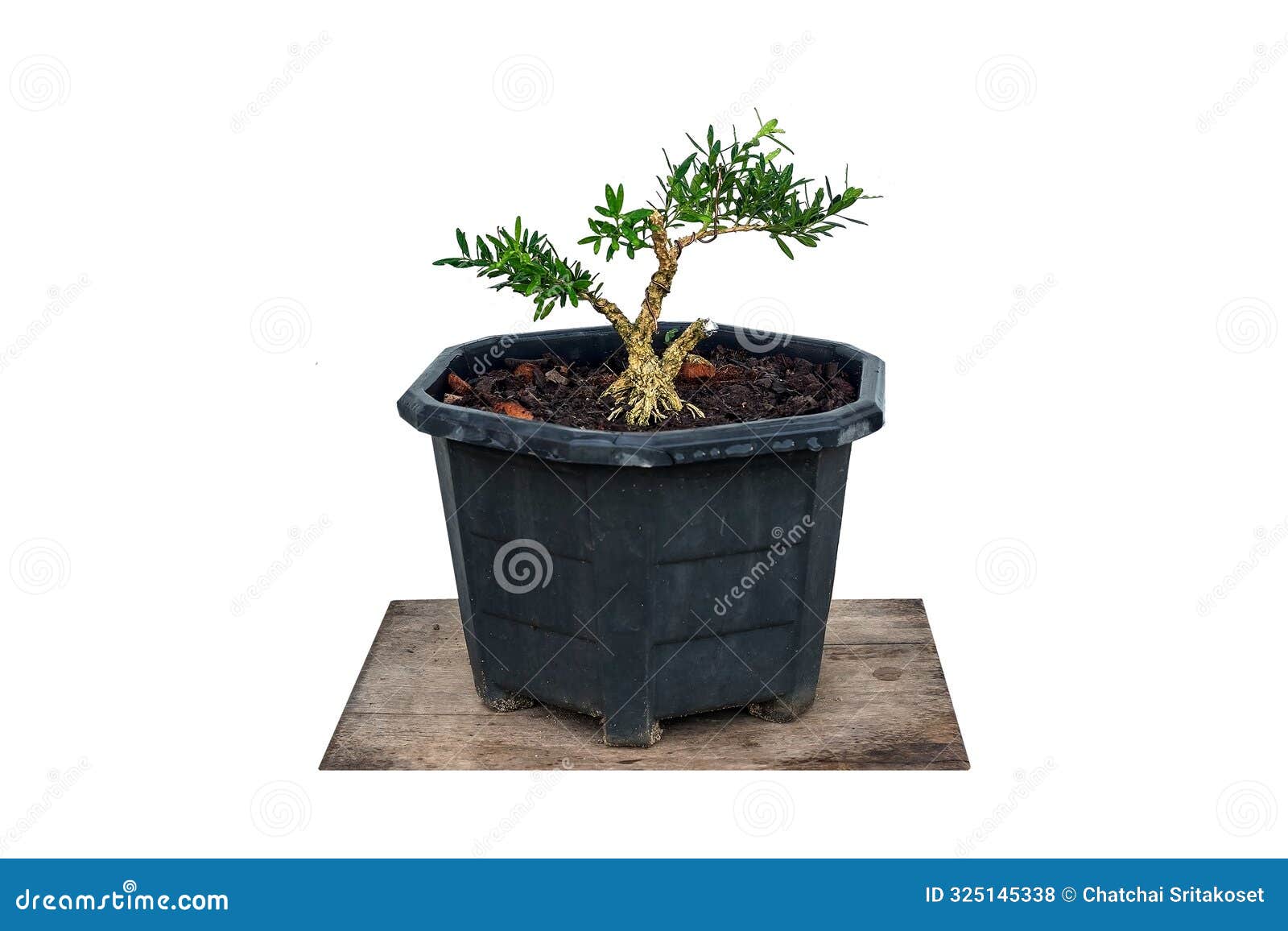 Cutting Branches of Japanese Boxwood Trees it is the Process of ...