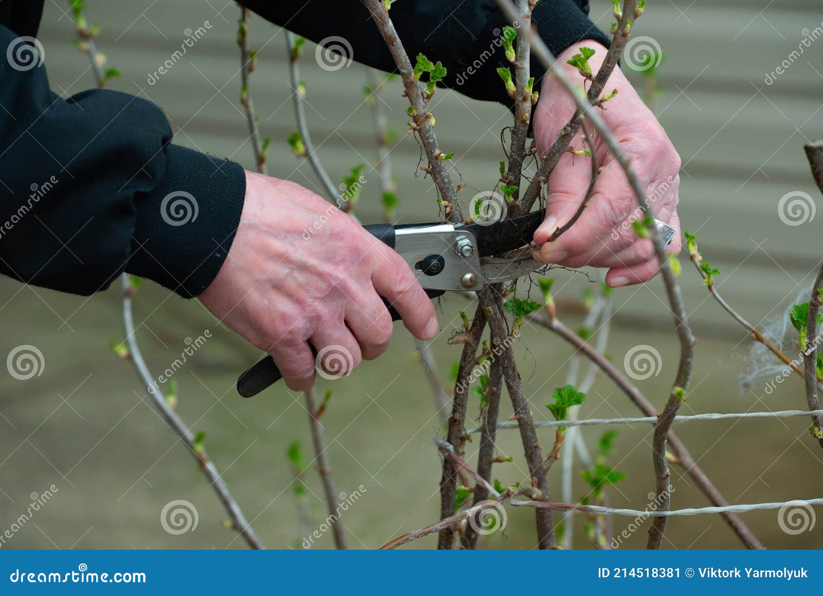 Cutting the Bush with Scissors Trimming Worker Stock Image - Image of ...