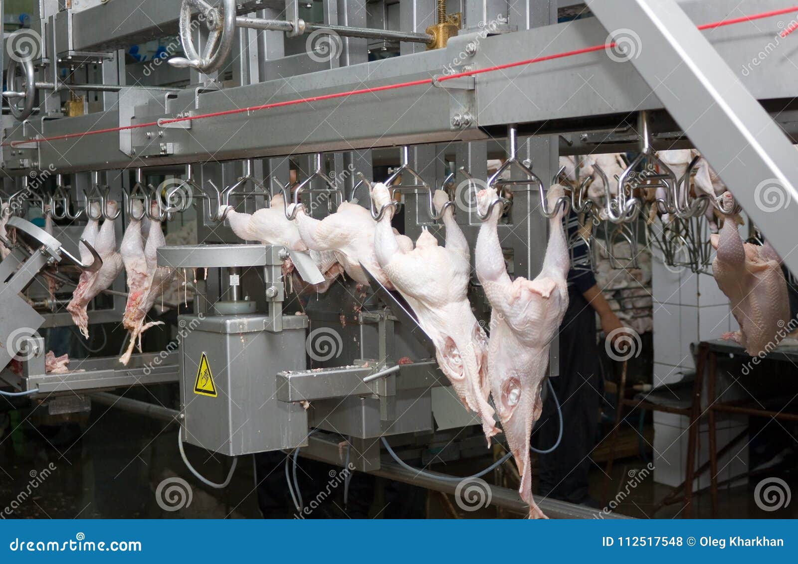 Cutting chickens for meat stock photo. Image of fowl - 112517548