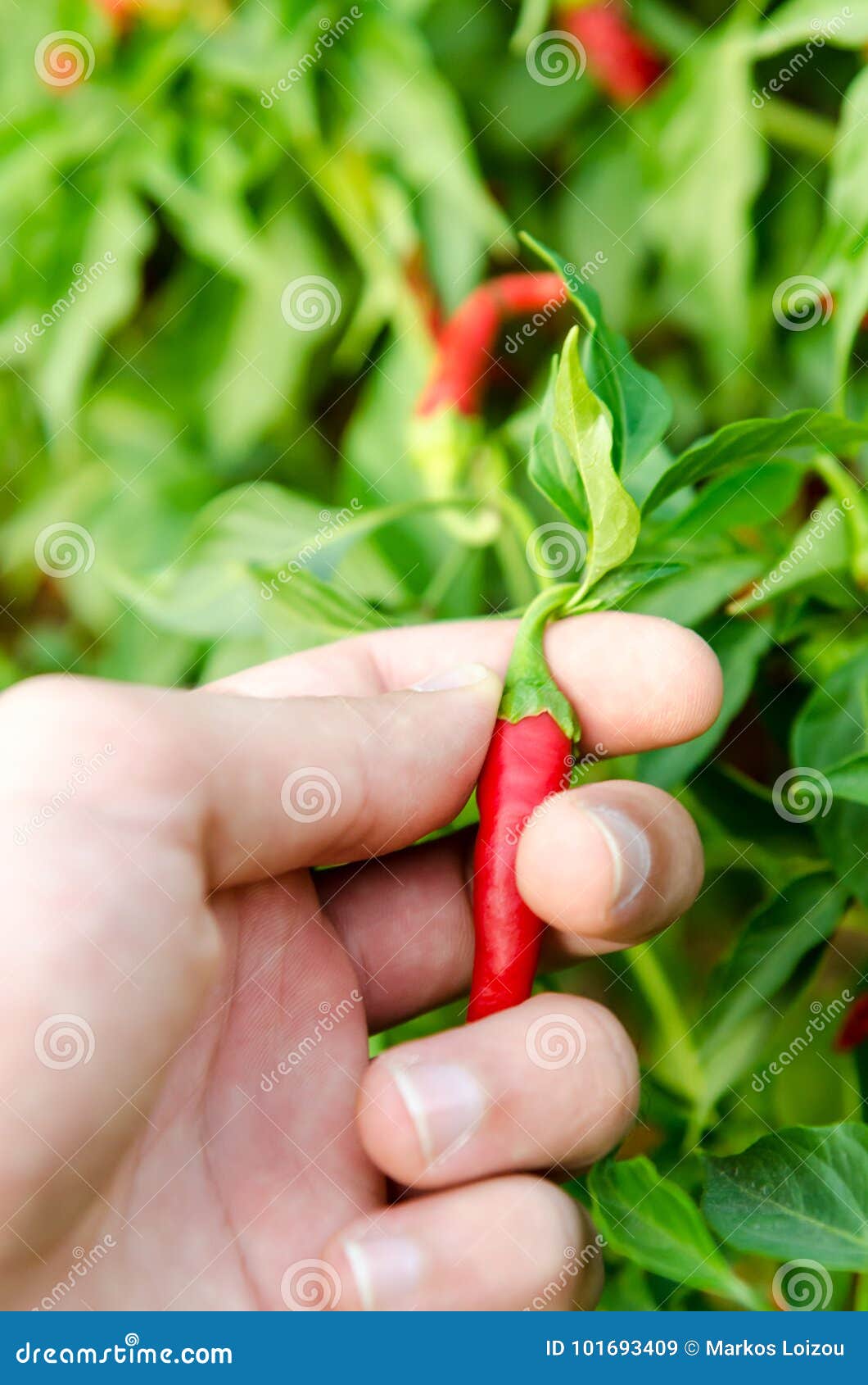 Cutting Chilli Peppers stock image. Image of food, chili - 101693409