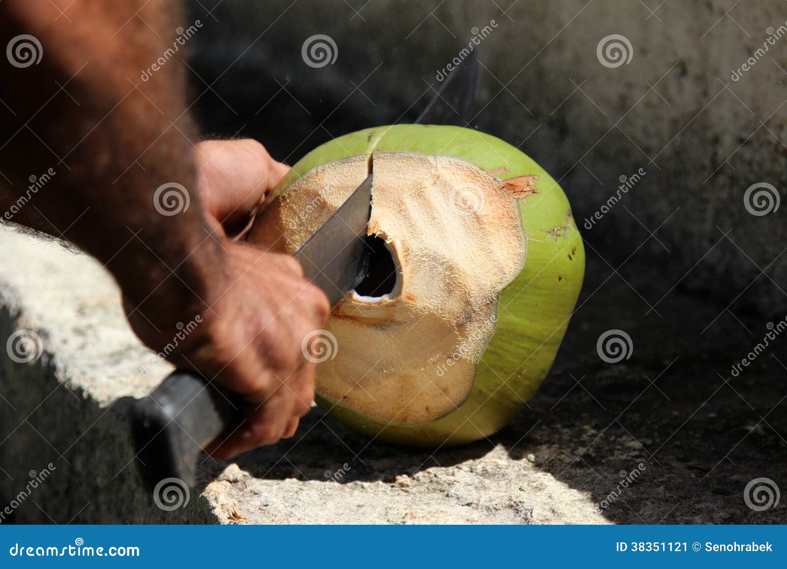 Cutting coconut stock image. Image of ground, caribbean - 38351121