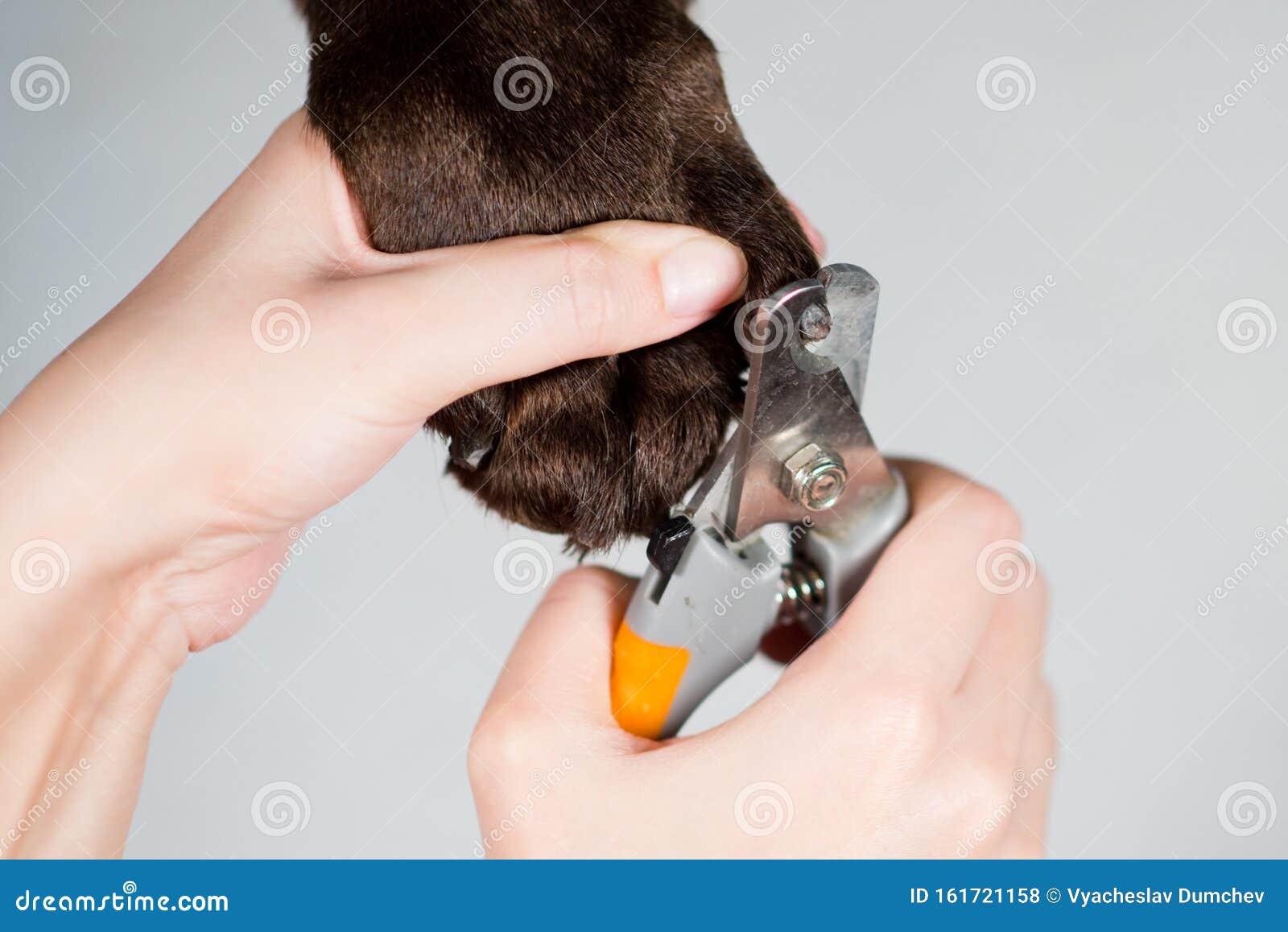 Cutting a Dog`s Claws Using a Claw Cutter Stock Photo - Image of dogs ...