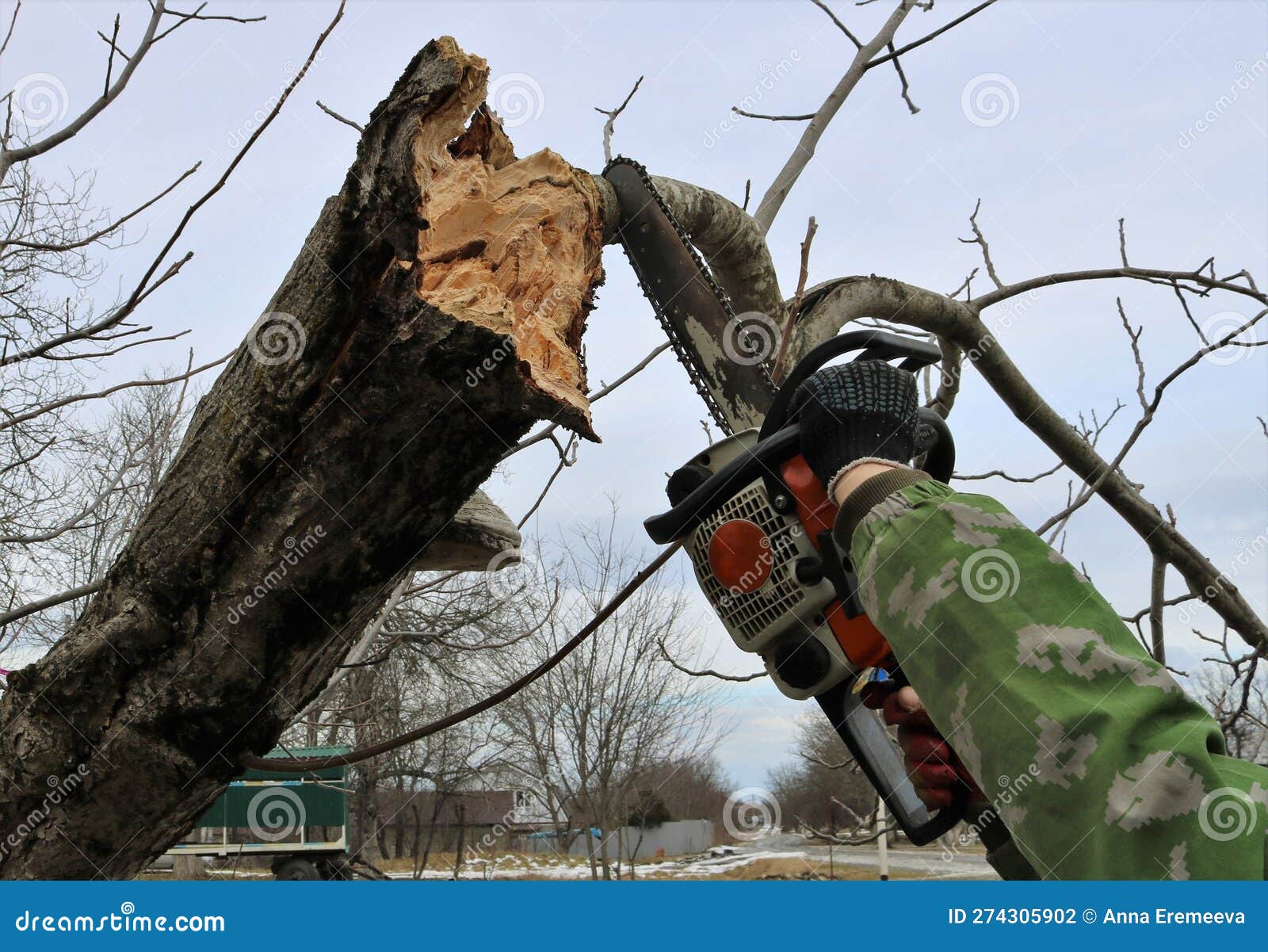 Cutting Down a Branch on a Broken Tree with a Chainsaw Stock Photo ...