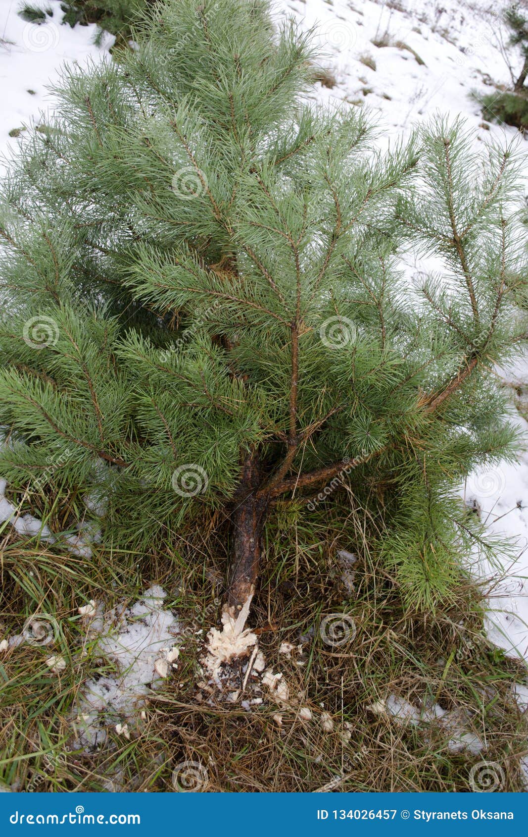 Cutting Down Christmas Trees Stock Image Image Of Evergreen