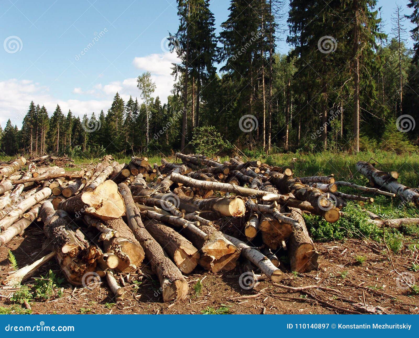 Cutting Down of the Infected Coniferous Forest Stock Image - Image of ...