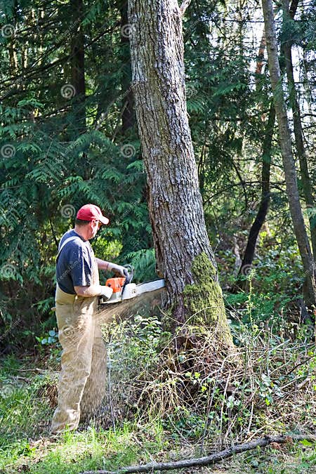 Cutting down large tree stock image. Image of sawing, lumber - 9173897
