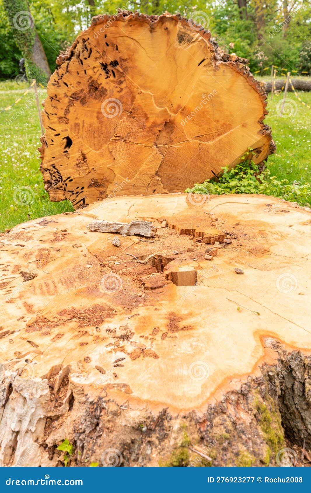 Cutting Down Old, Several-year-old Trees, Environmental Concept ...